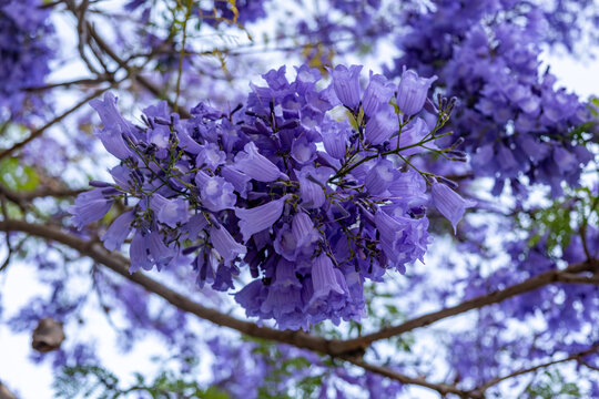 Rawf8 photos, images, assets | Adobe Stock