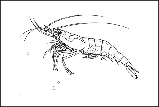 "Brine Shrimp" Images – Browse 2,106 Stock Photos, Vectors, and Video ...
