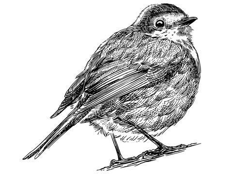 robin sketch drawing