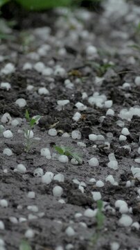 "Hail Stones" Images – Browse 711 Stock Photos, Vectors, and Video ...