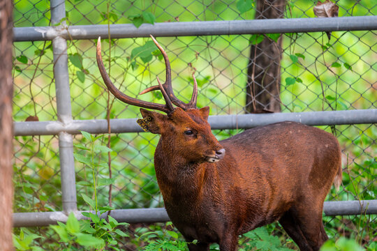 "Run Cycle Deer Images – Browse 598 Stock Photos, Vectors, and Video ...