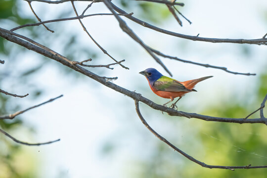 "Painted Bunting" Images – Browse 1,818 Stock Photos, Vectors, and ...