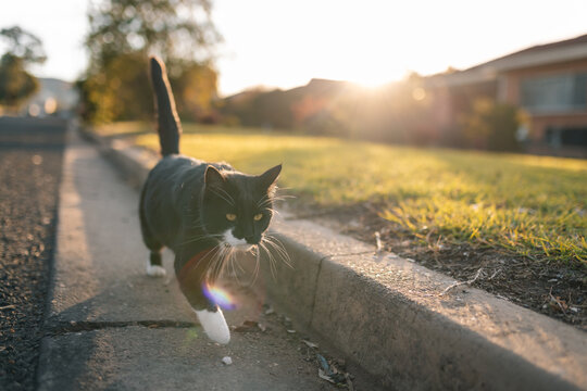 Vertical Gutter Templates – Free Editable Designs | PikWizard