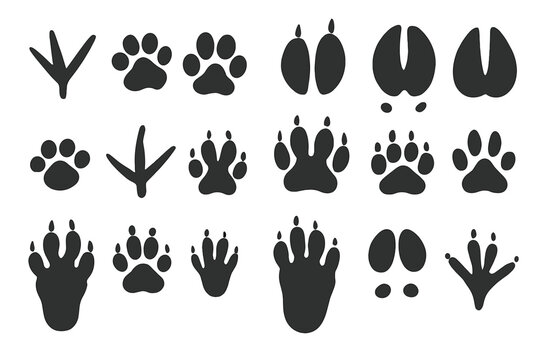 Afbeeldingen over "Animal Trace" – Blader in stockfoto's, vectoren en ...