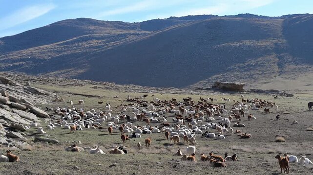 Mongolian Sheep Images – Browse 2,062 Stock Photos, Vectors, and Video ...