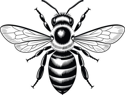 bee vectors