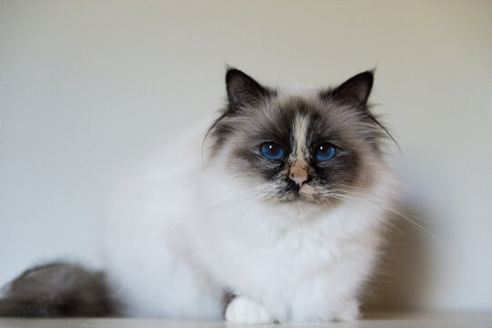 「Birma-Katze」の写真素材 | 613件の無料イラスト画像 | Adobe Stock