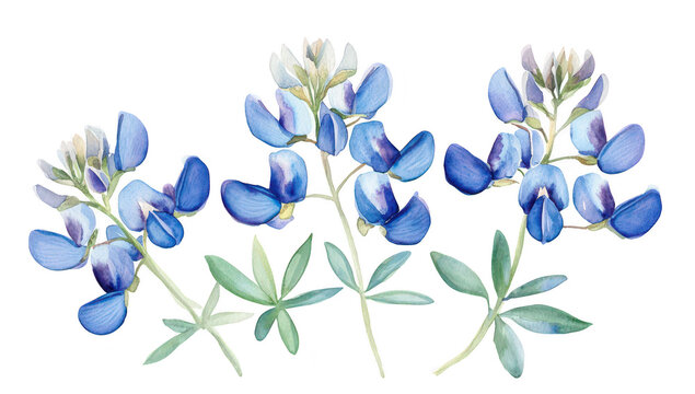 Bluebonnet Flower Drawing