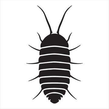 woodlouse pictures to colour