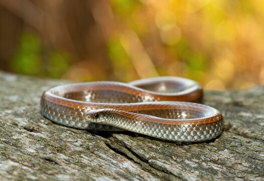 African Colubrid Images – HD & 4K Photos Free to Download | PikWizard