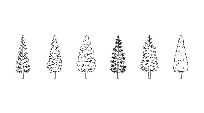 Evergreen Tree Drawings