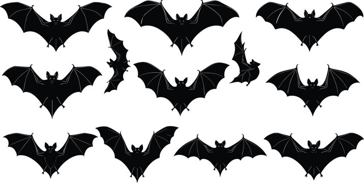 "Black Bat" - Images et vidéos libres de droits | Adobe Stock