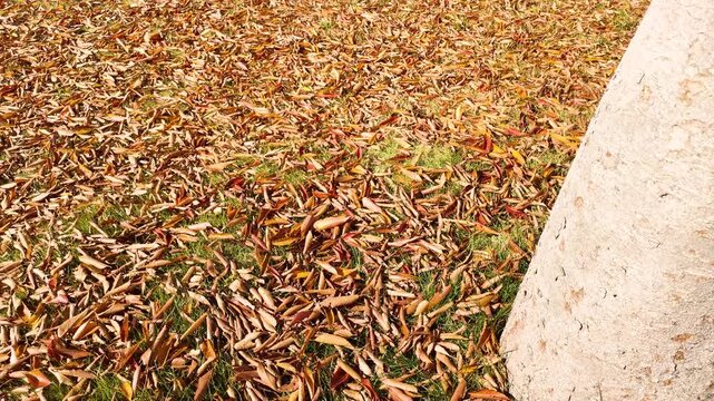 「けやきの木」の写真素材 | 4,638,600件の無料イラスト画像 | Adobe Stock