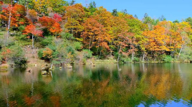 「けやきの木」の写真素材 | 4,638,600件の無料イラスト画像 | Adobe Stock