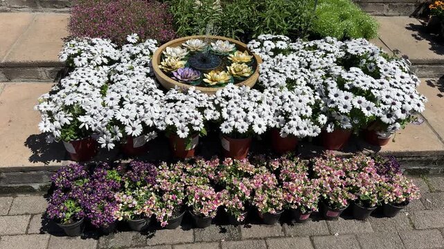 Cape Town Florists Stock Videos – 7 HD & 4K Footage Clips | Adobe Stock