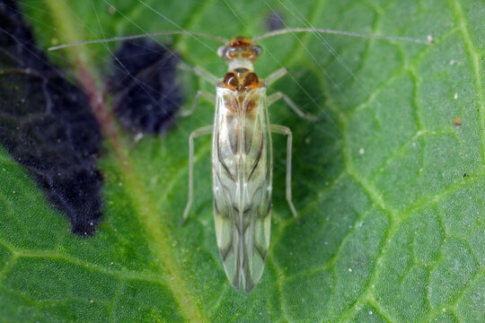 psocoptera wings