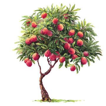 lychee tree clipart