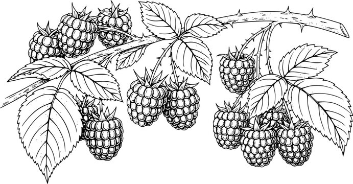 raspberry lineart