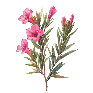 oleander drawing