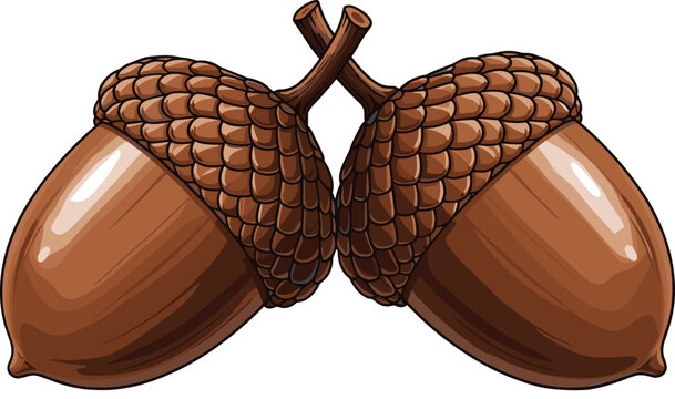 acorn nut vector