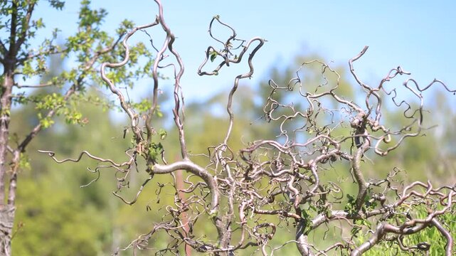 Chinese Willow